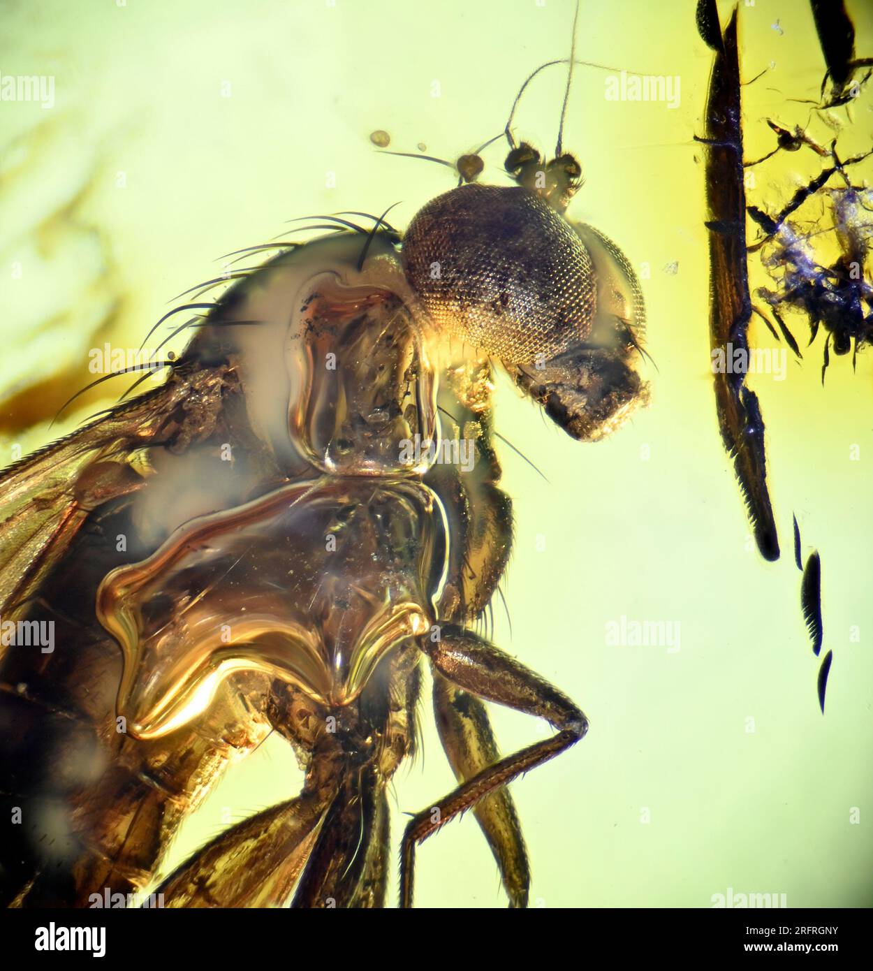 Prehistoric fly preserved in amber, with air bubbles and fungus ...