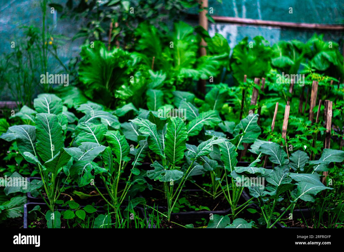 Green vegetables growing in a backyard garden organic farm. Agriculture ...