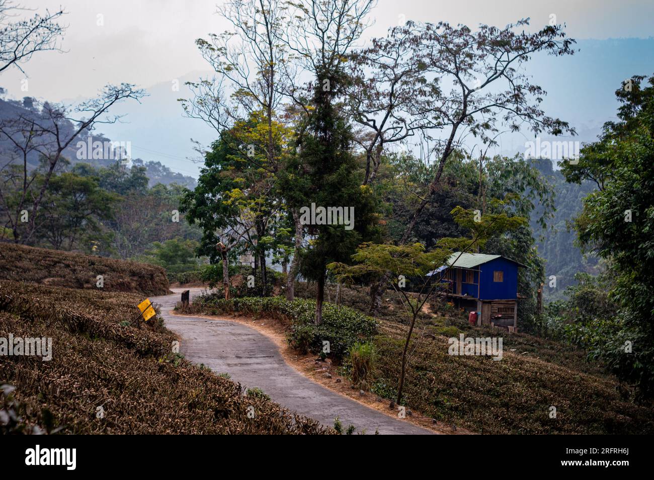 Road through a tea garden hi-res stock photography and images - Alamy