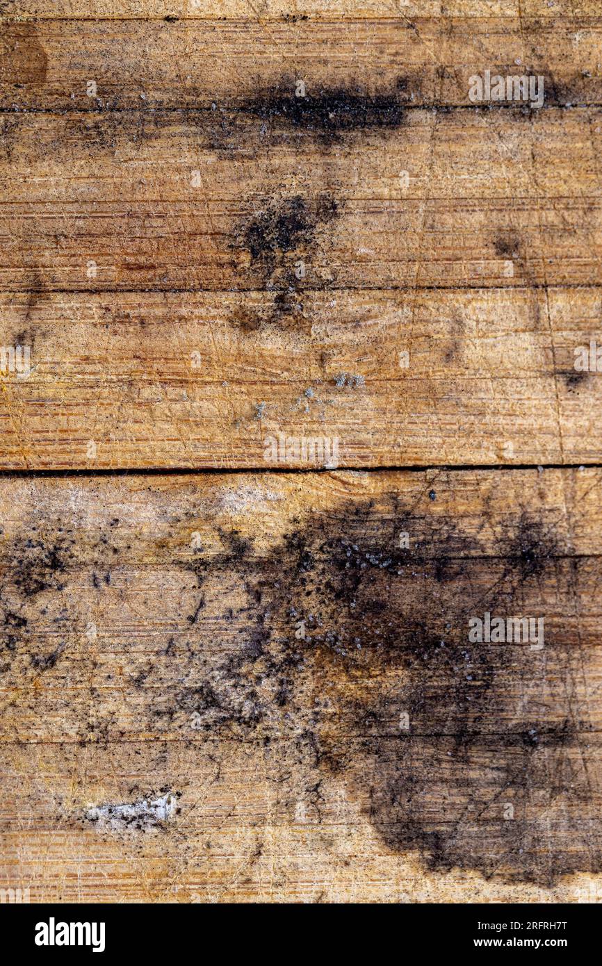 Old Bamboo Wooden Surface Covered with mold and fungus , Old Rotting ...