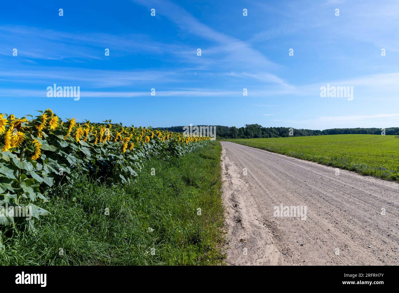 Unpaved road for cars with grass and sunflowers growing on the side of the road, a narrow ...