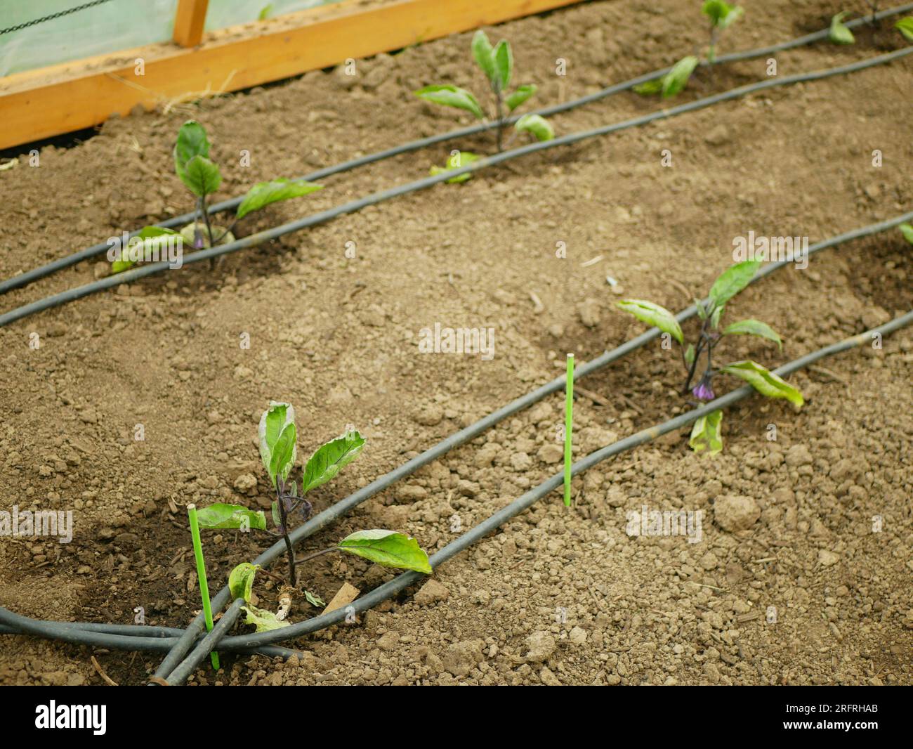 Eggplant seedling bloom close-up planting Solanum melongena blossom aubergine growing flower ...