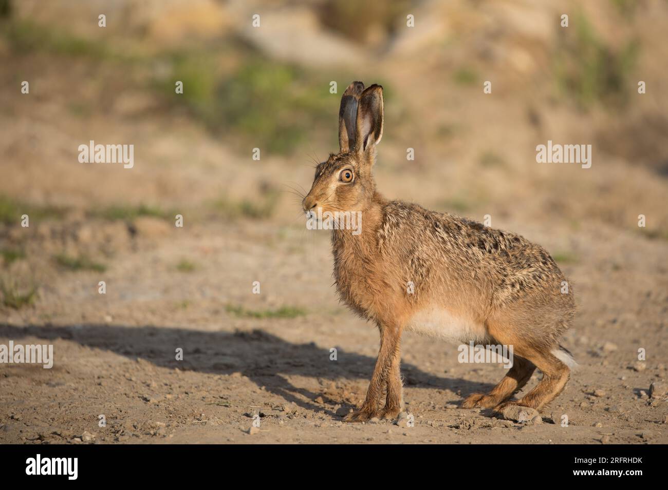 Brown Hare, Haddockstones, near Fountains Abbey, North Yorkshire Stock ...