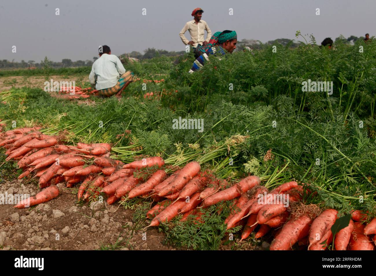 Carrots can grow in a wide range of soils and climates. Post-harvest ...