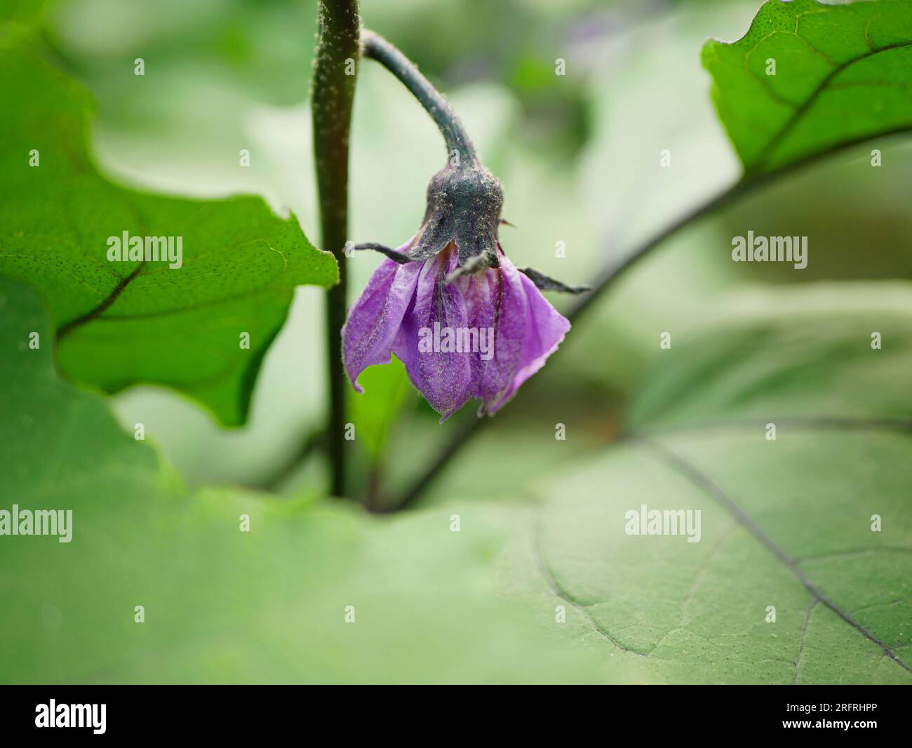 Eggplant bloom close-up Solanum melongena blossom aubergine flower ...