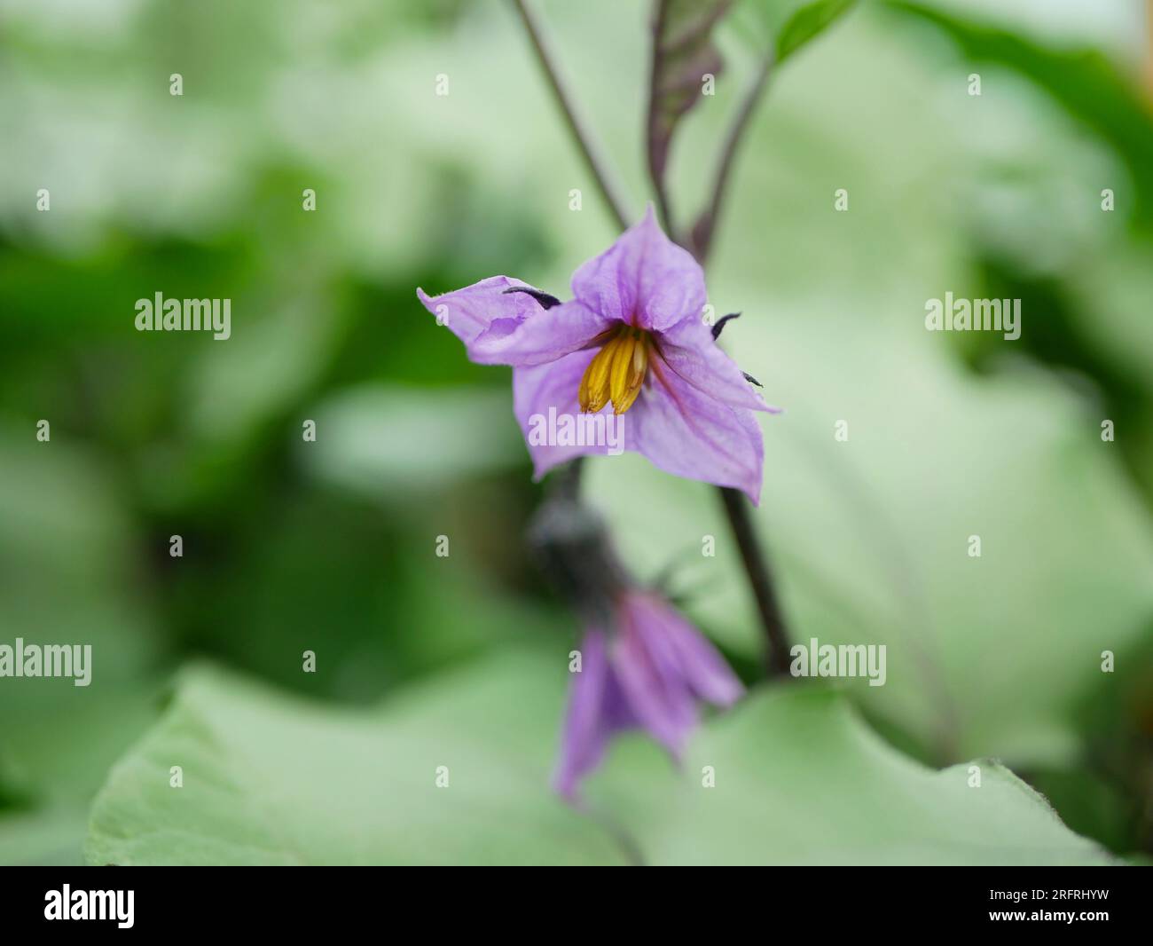 Eggplant bloom close-up Solanum melongena blossom aubergine flower ...
