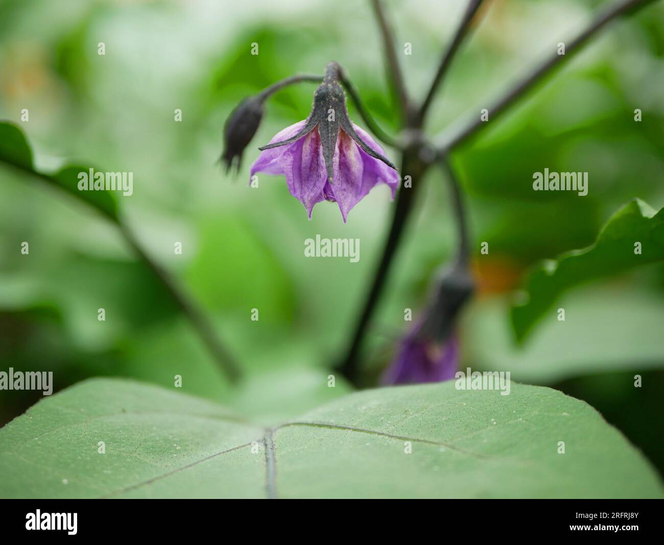 Eggplant bloom close-up Solanum melongena blossom aubergine flower ...