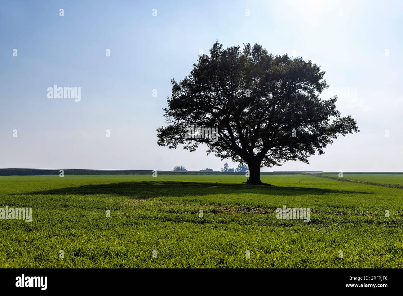 Changes in oak foliage in early autumn, changes in the color of the ...