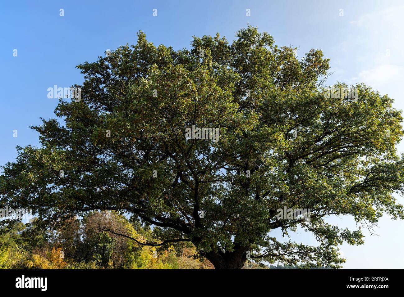 Changes in oak foliage in early autumn, changes in the color of the ...