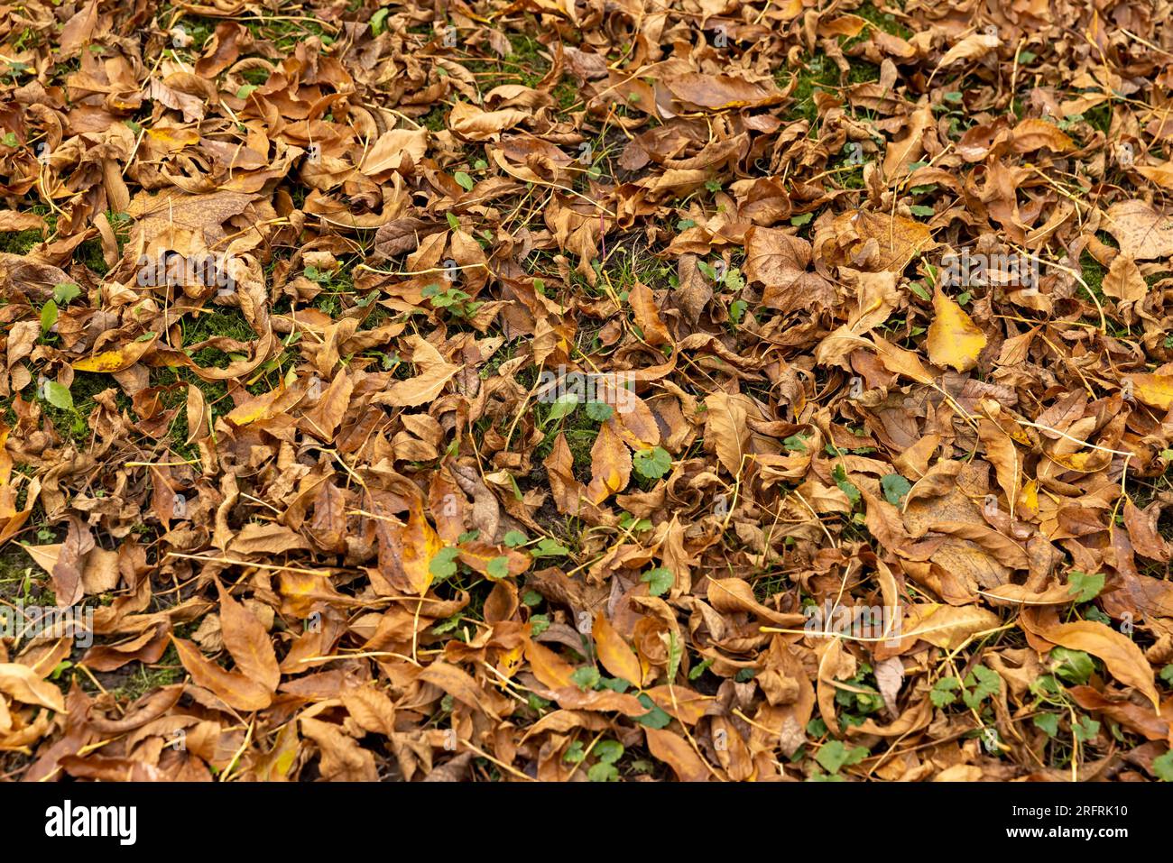 Autumn foliage on trees in Europe, changes in foliage color in the ...