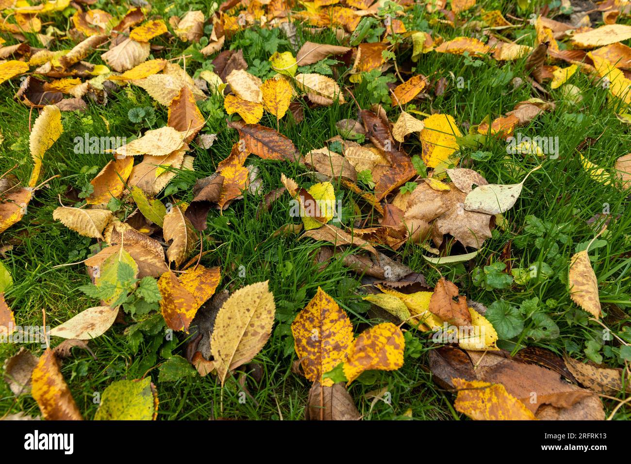 Autumn foliage on trees in Europe, changes in foliage color in the ...