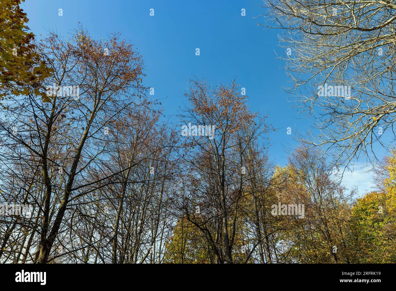 Trees with foliage falling in autumn against the blue sky, deciduous ...