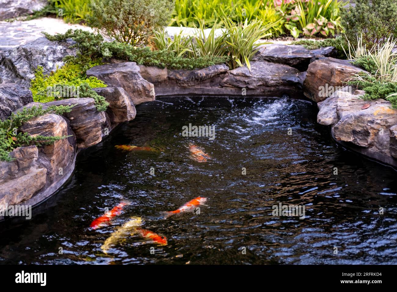 Koi fish or Nishikigoi in outdoor pond in the garden decorated with ...