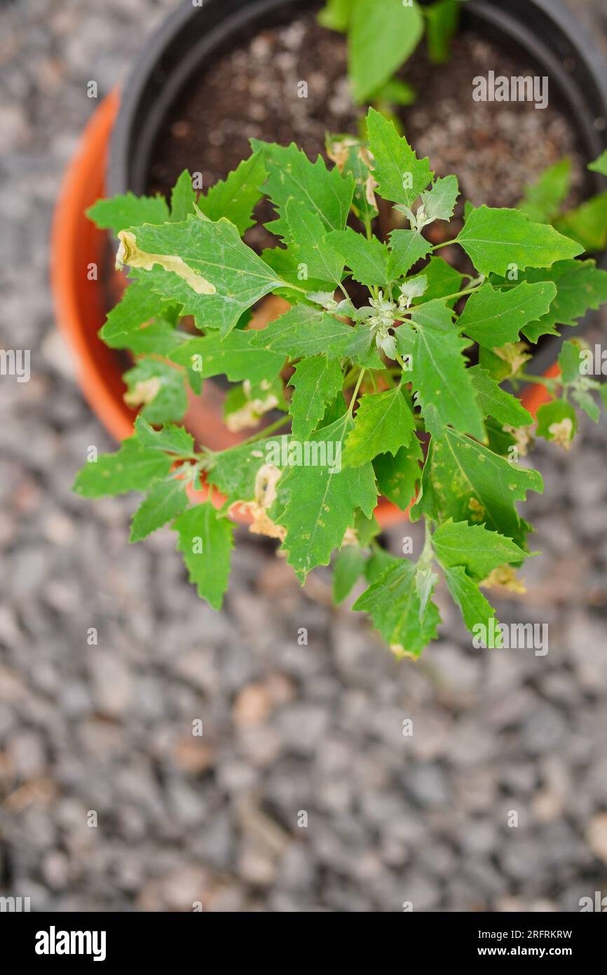 Potted weeds hi-res stock photography and images - Alamy