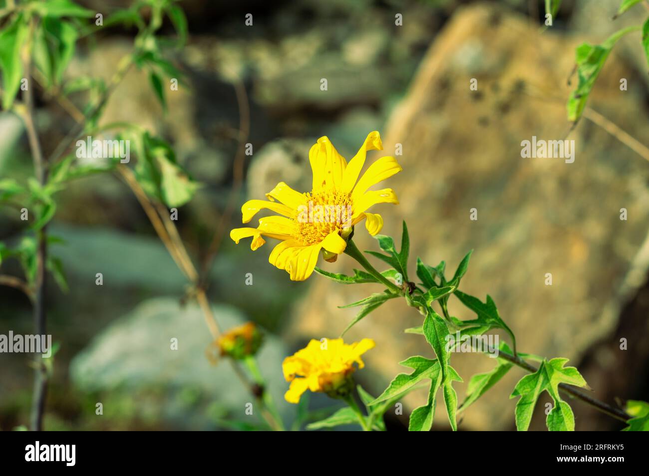 Sunflowers in the garden in morning sunlight Stock Photo - Alamy