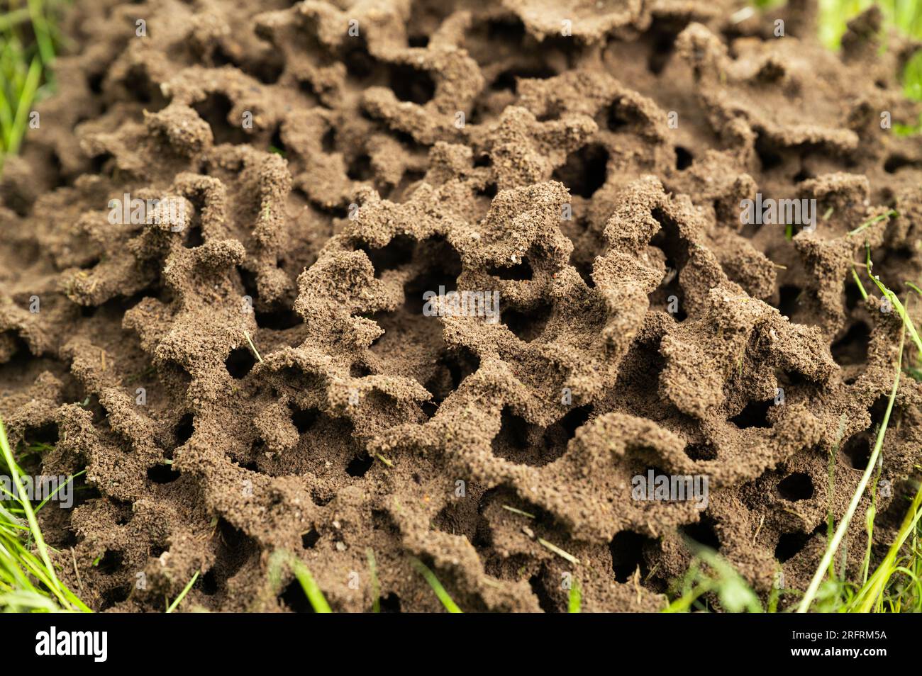 Above-ground ant nest with round shapes with structures of nature Stock ...