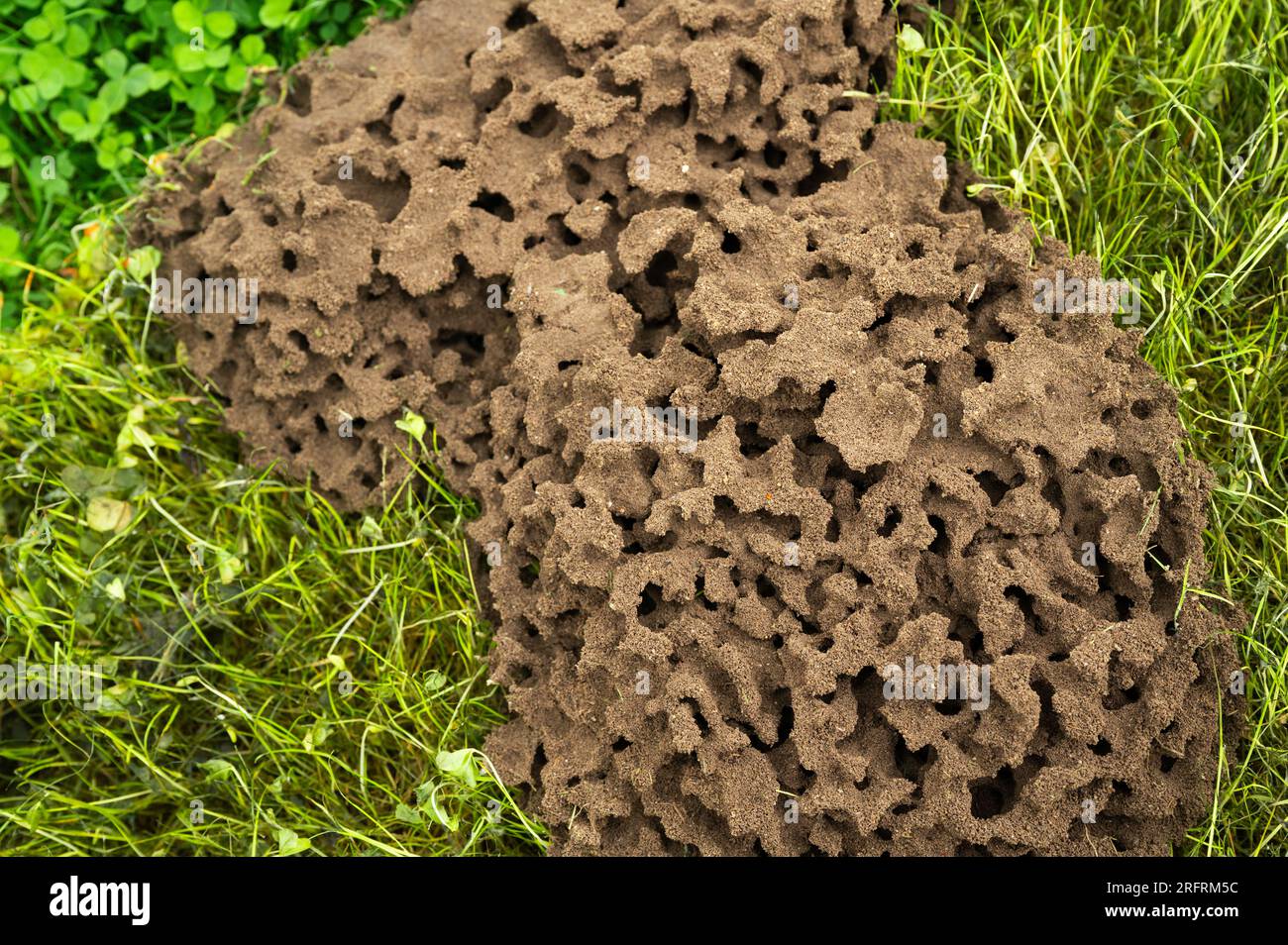Above-ground ant nest with round shapes with structures of nature Stock ...