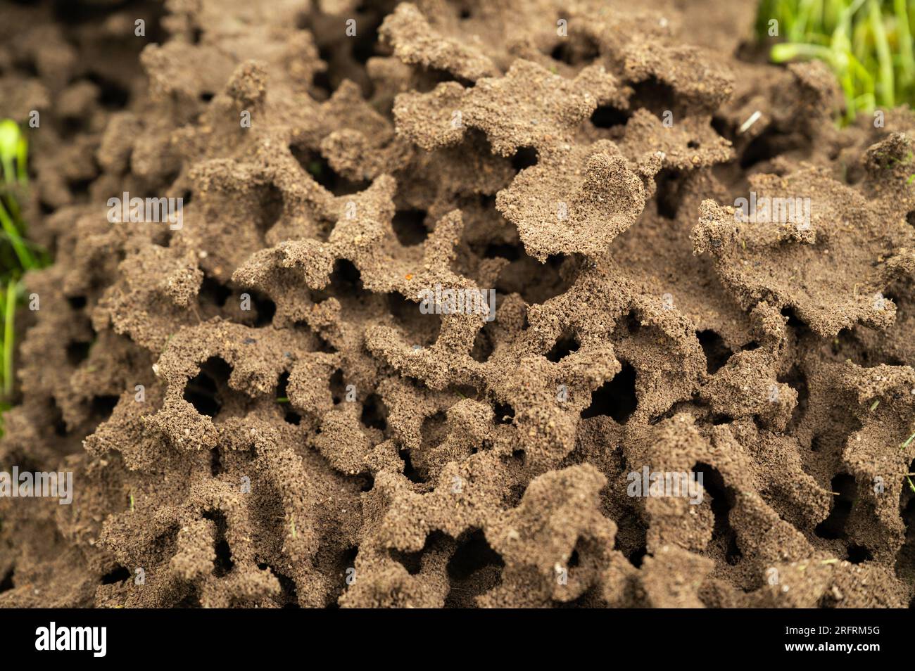 Above-ground ant nest with round shapes with structures of nature Stock ...