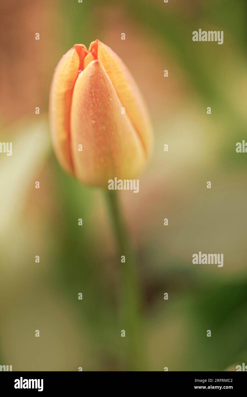 Tulip dutch design hi-res stock photography and images - Alamy