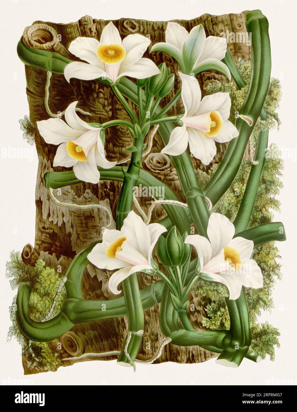 High resolution vintage botanicals hi-res stock photography and images ...