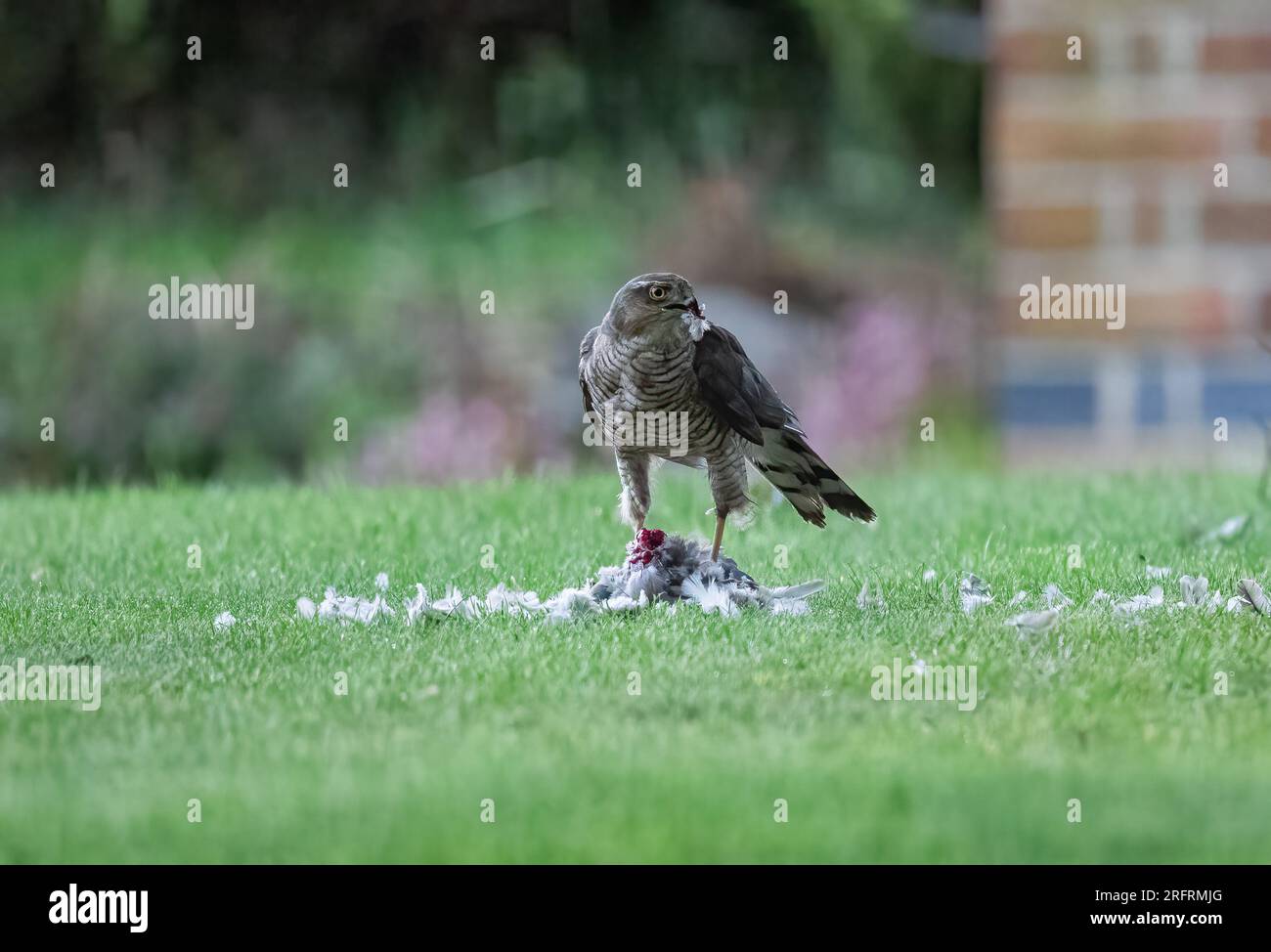 A female Sparrowhawk , with her gory catch of a pigeon . Enjoying the ...