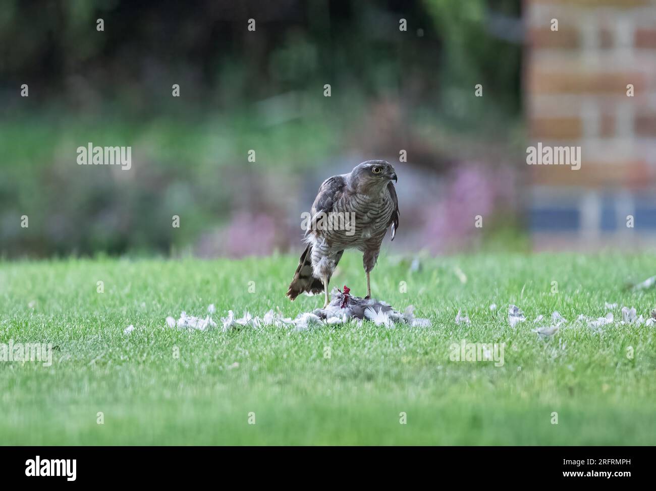 A female Sparrowhawk (Accipiter nisus), with her gory catch of a pigeon ...
