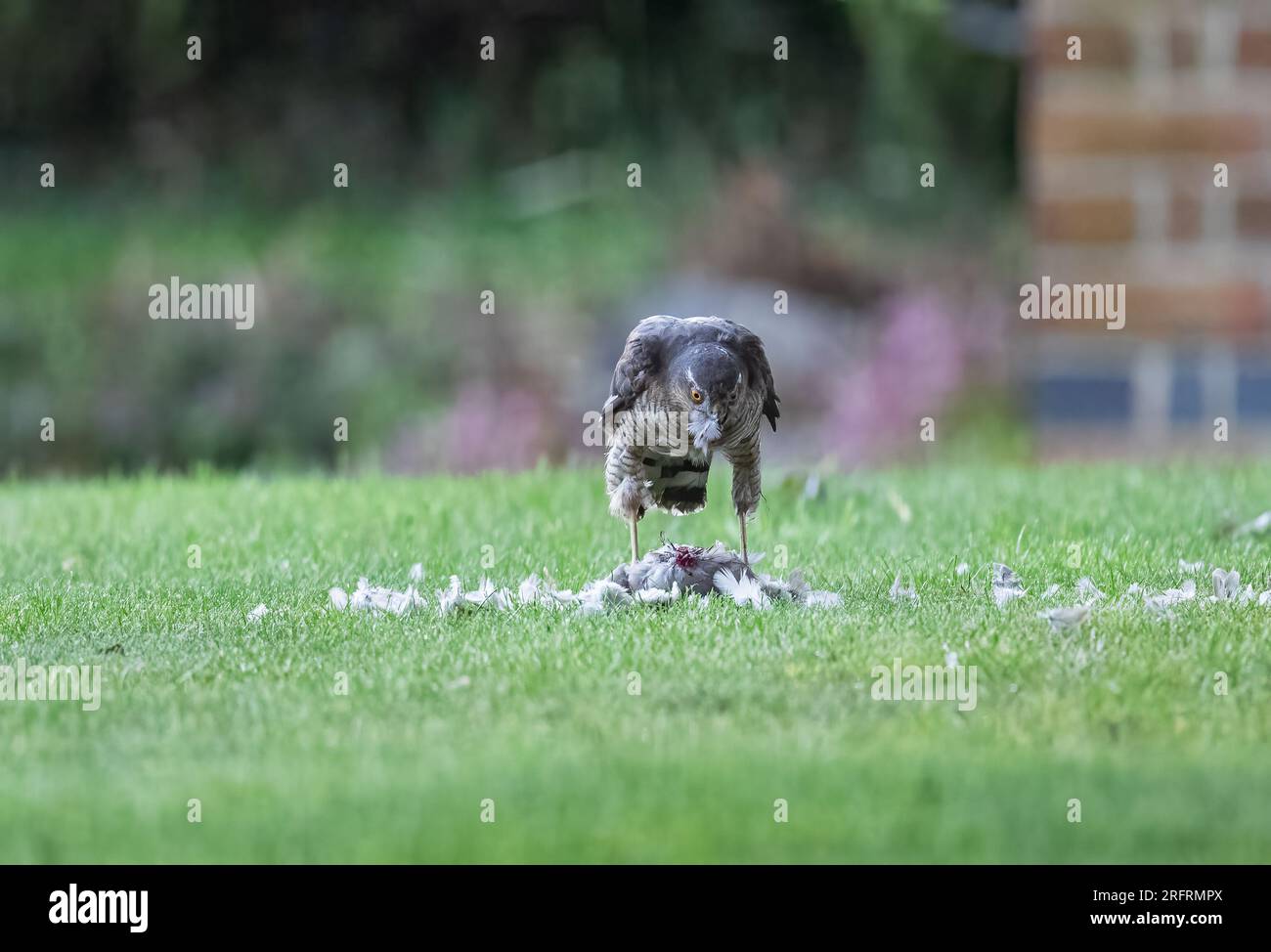 A female Sparrowhawk , with her catch of a pigeon . Enjoying the meal ...