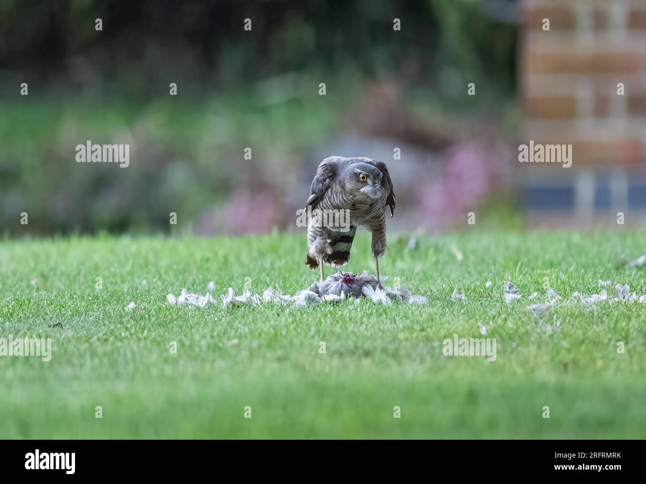 A female Sparrowhawk , with her catch of a pigeon . Enjoying the meal ...