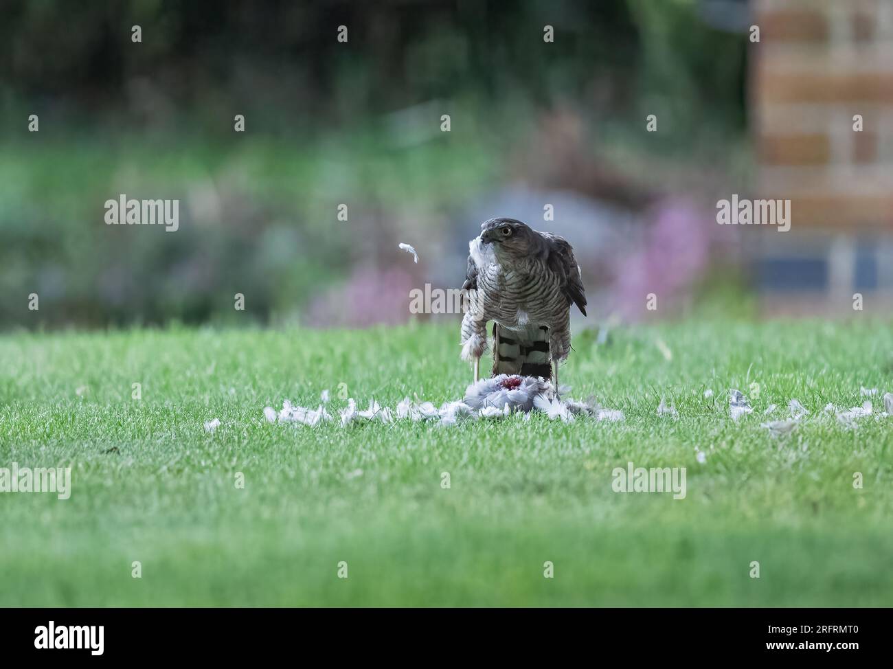 A female Sparrowhawk , with her catch of a pigeon . Enjoying the meal ...