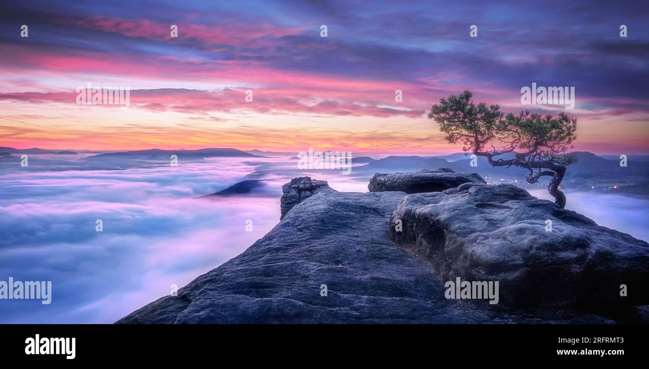 single pine tree on a rock high above a sea of clouds before sunrise ...