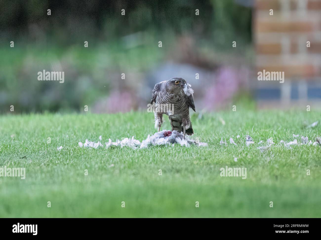 A female Sparrowhawk , with her catch of a pigeon . Enjoying the meal ...
