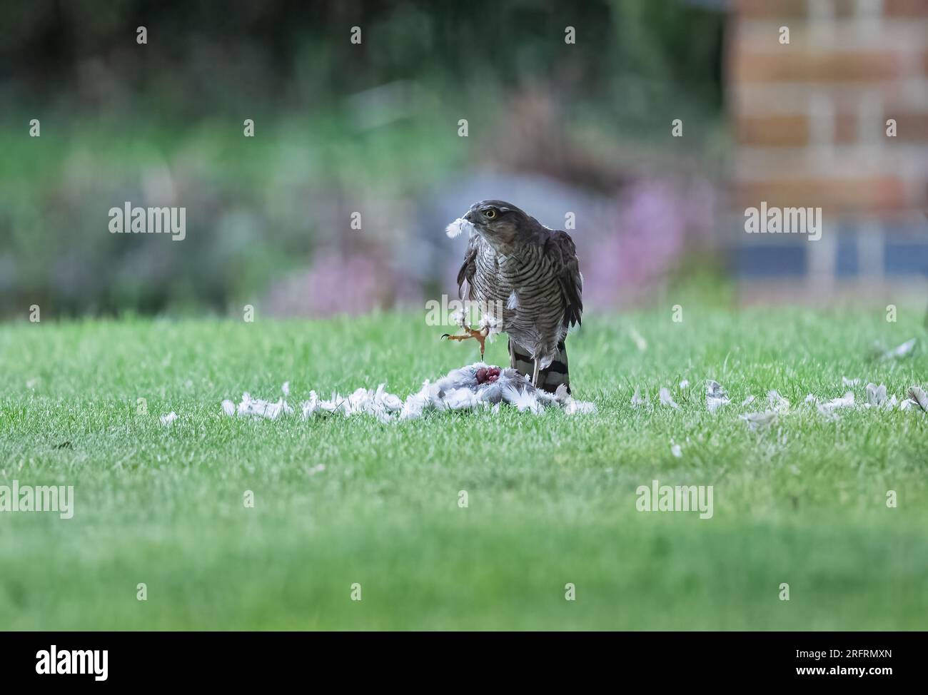 A female Sparrowhawk , with her catch of a pigeon . Enjoying the meal ...