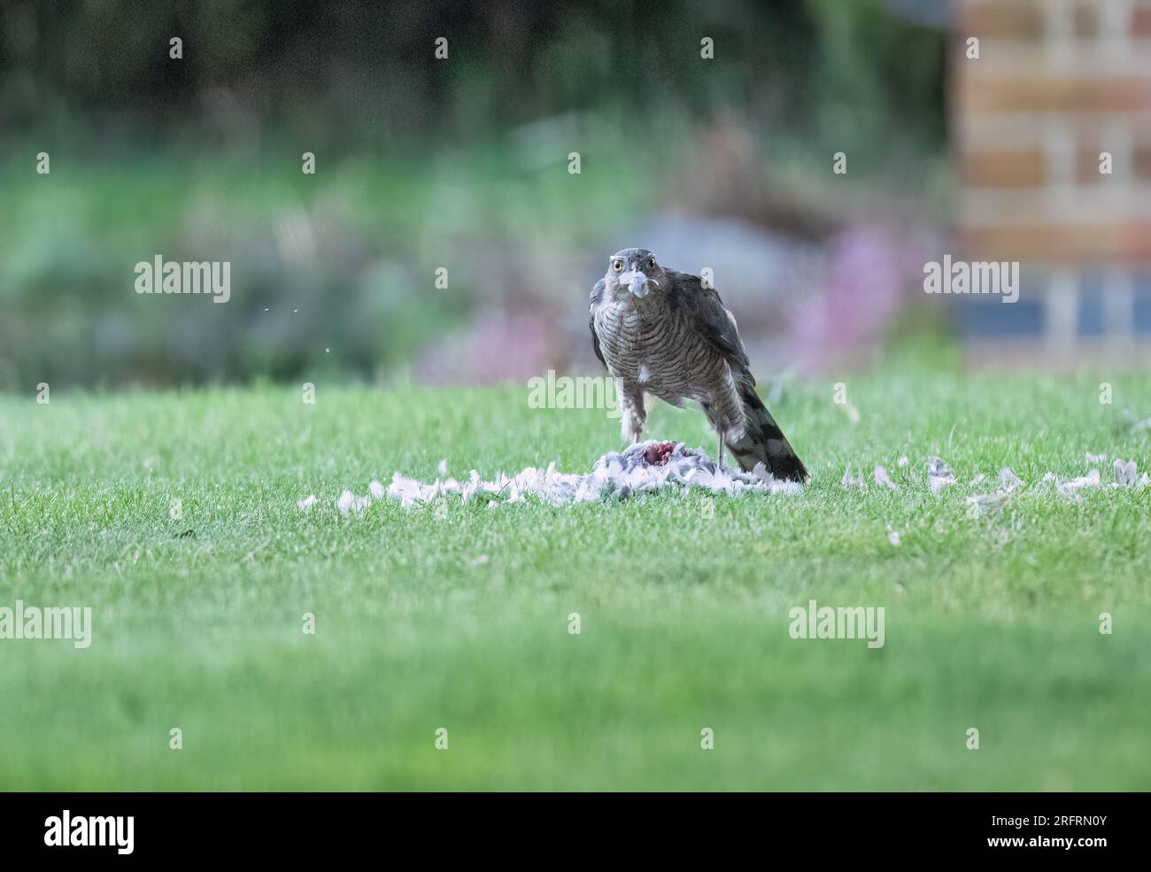 A female Sparrowhawk , with her catch of a pigeon . Enjoying the meal ...