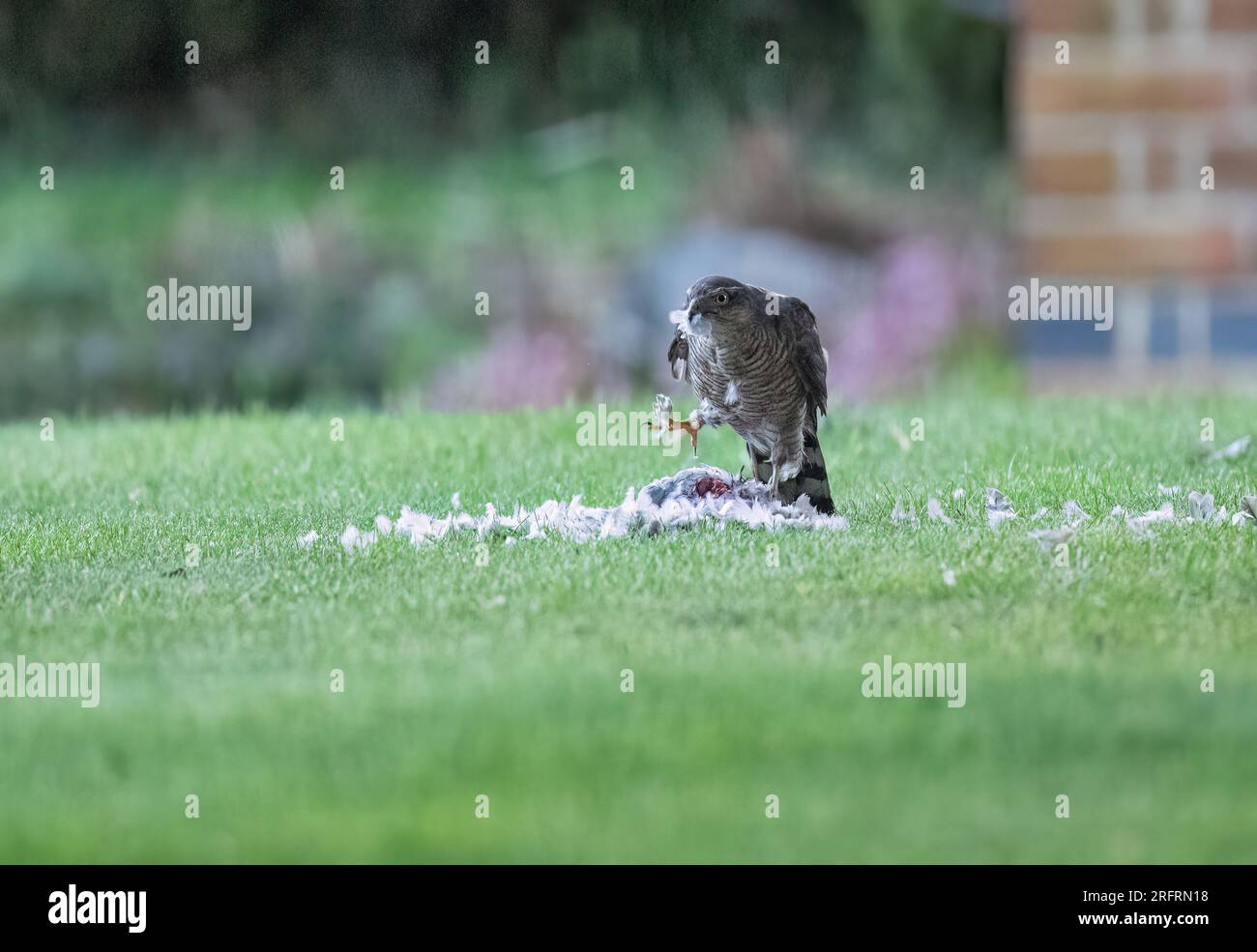 A female Sparrowhawk , with her catch of a pigeon . Enjoying the meal ...