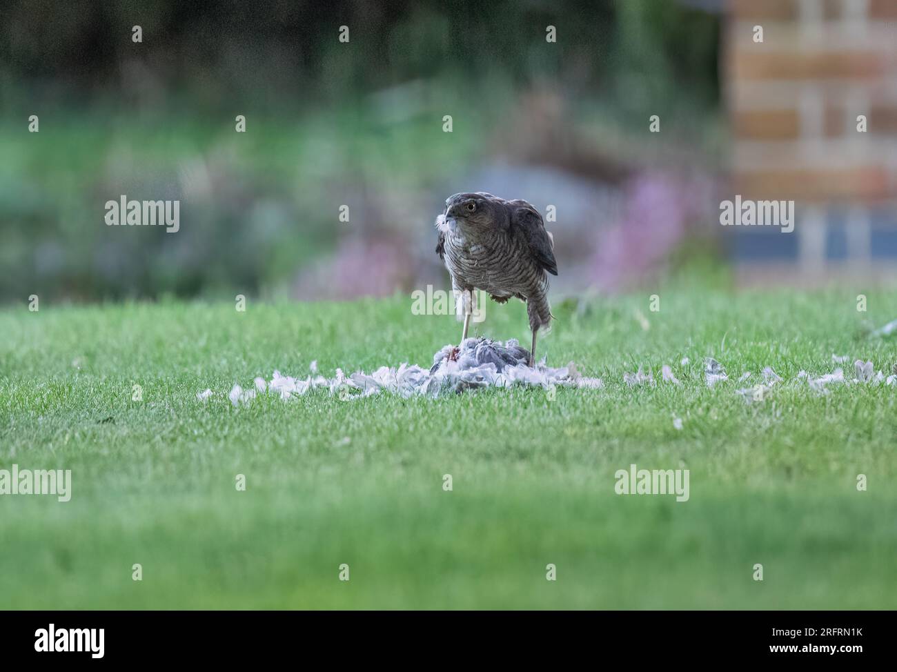 A female Sparrowhawk , with her catch of a pigeon . Enjoying the meal ...