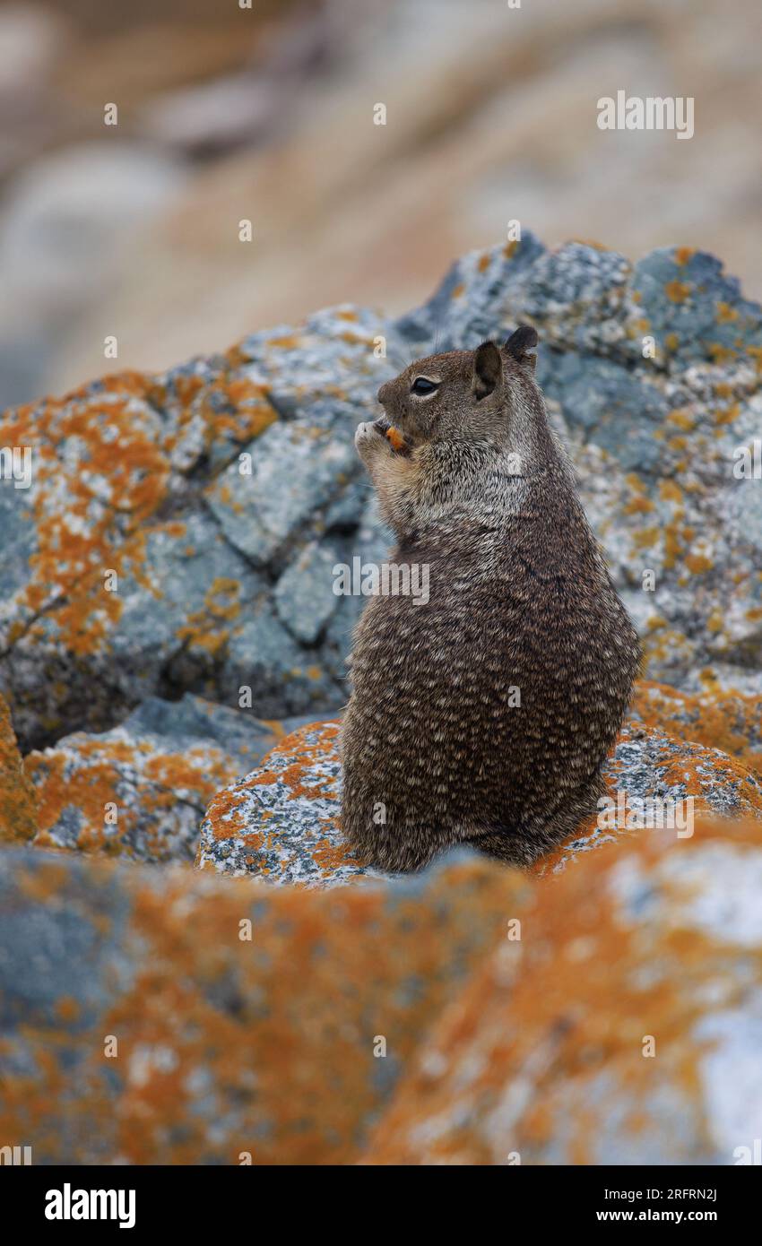 Ekorn squirrel hi-res stock photography and images - Alamy