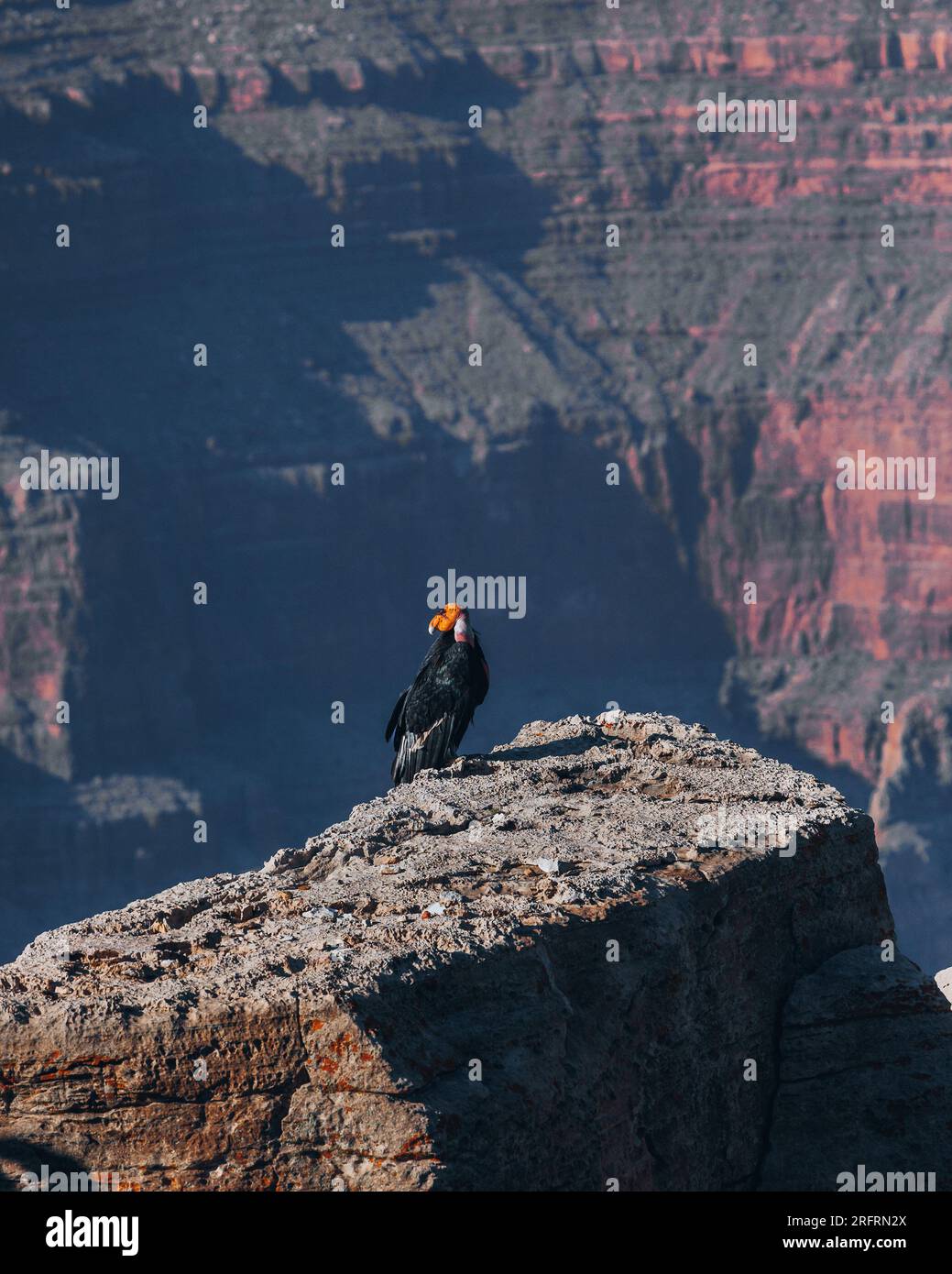 A condor in Gran Canyon Stock Photo - Alamy