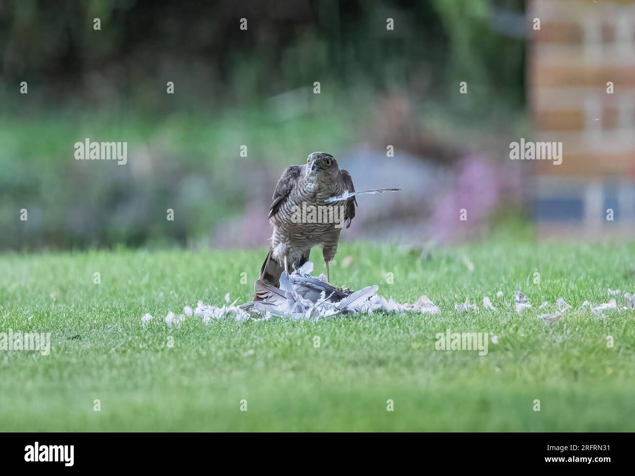 A female Sparrowhawk , with her catch of a pigeon . Enjoying the meal ...