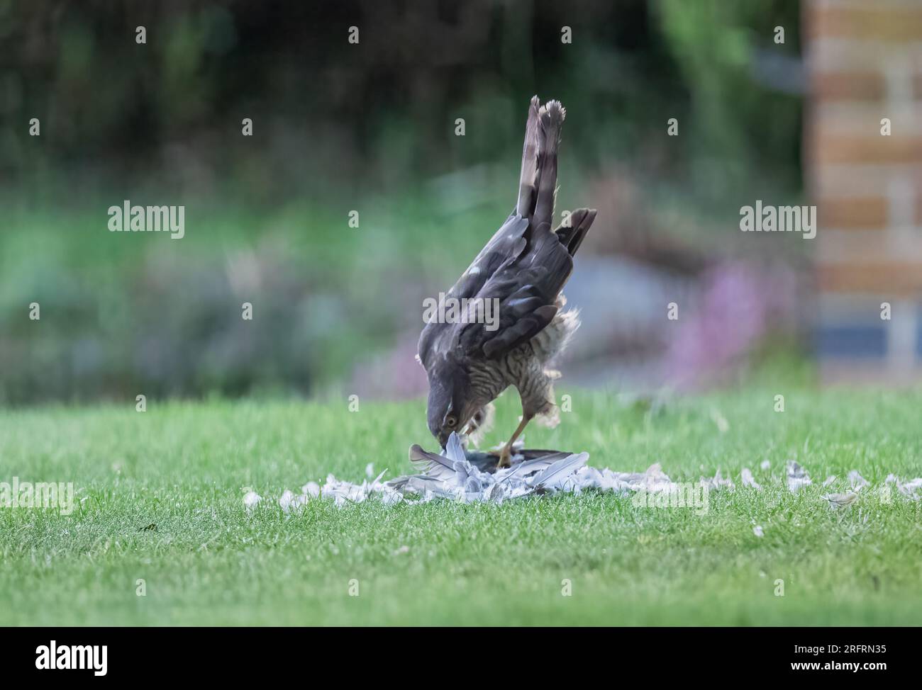 A female Sparrowhawk , with her catch of a pigeon . having to use every ...