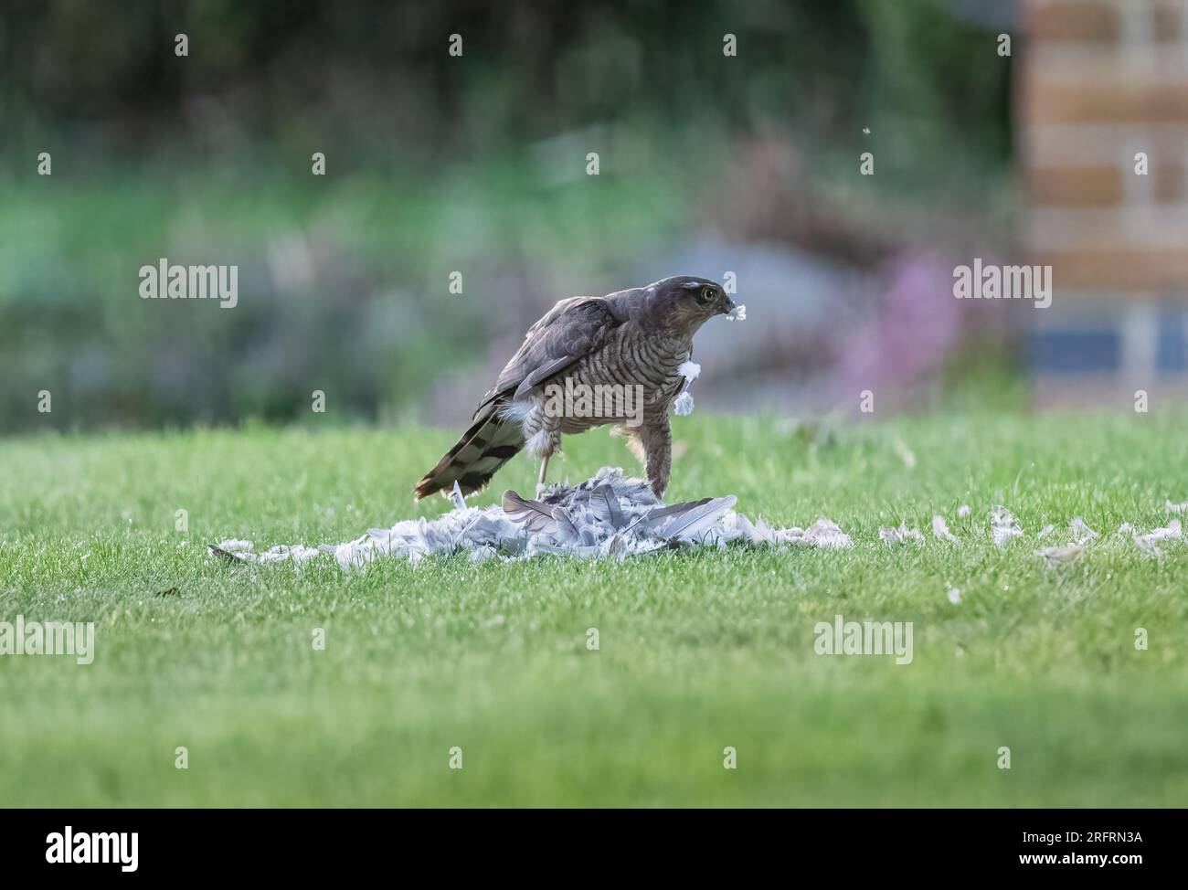 A female Sparrowhawk , with her catch of a pigeon . Enjoying the meal ...