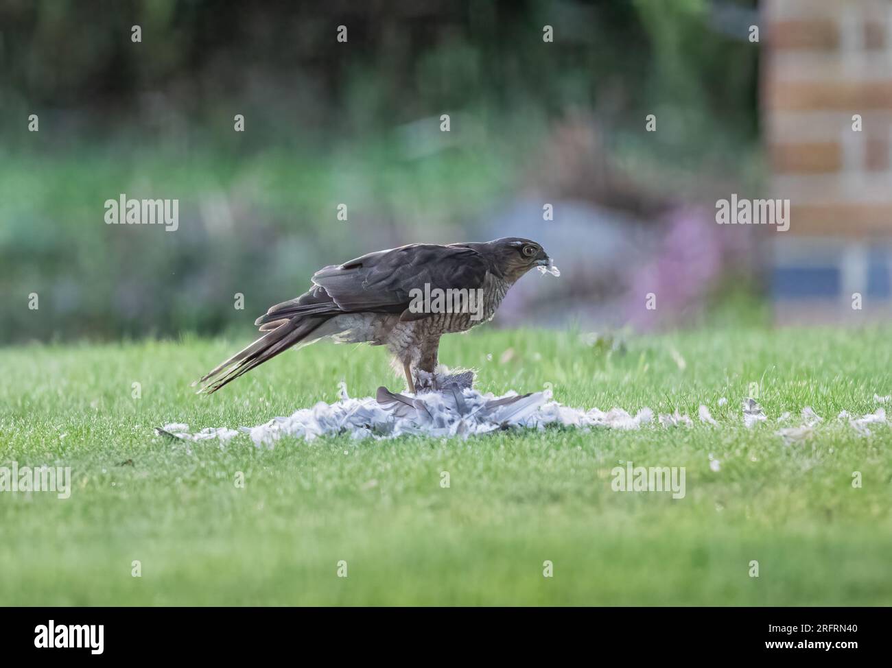 A female Sparrowhawk , with her catch of a pigeon . Enjoying the meal ...