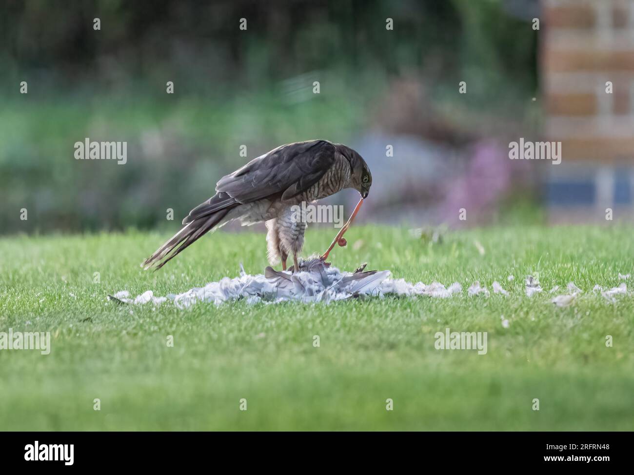 Blood and guts. A female Sparrowhawk , with her gory catch of a pigeon ...