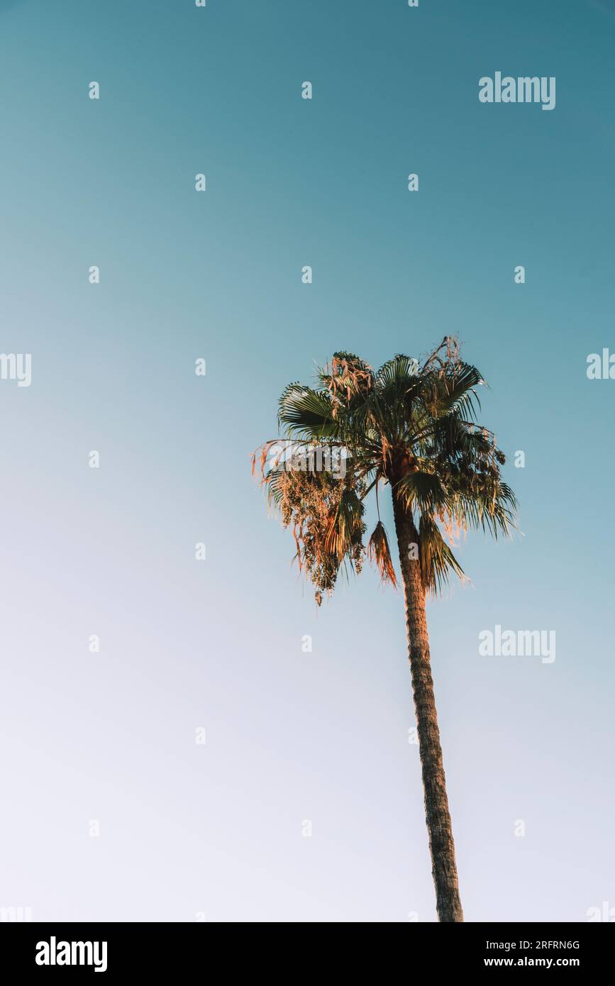 Tall palm tree hi-res stock photography and images - Alamy