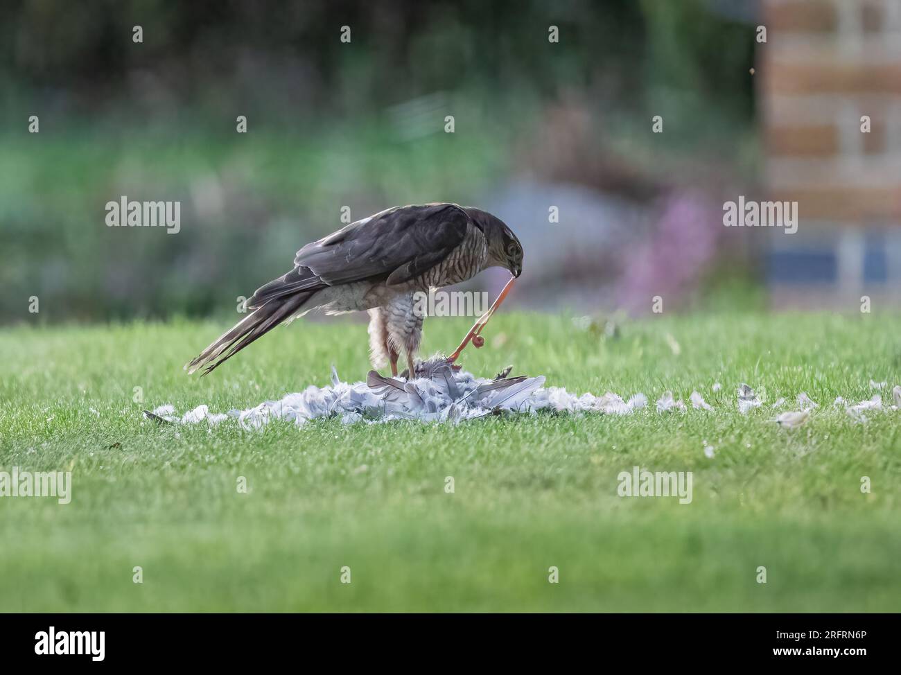 Blood and guts. A female Sparrowhawk , with her gory catch of a pigeon ...