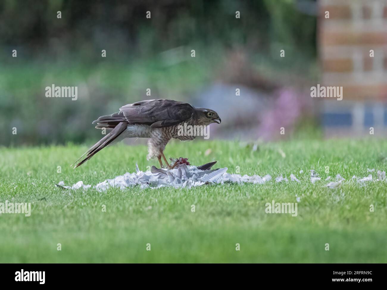 A female Sparrowhawk (Accipiter nisus), with her gory catch of a pigeon ...