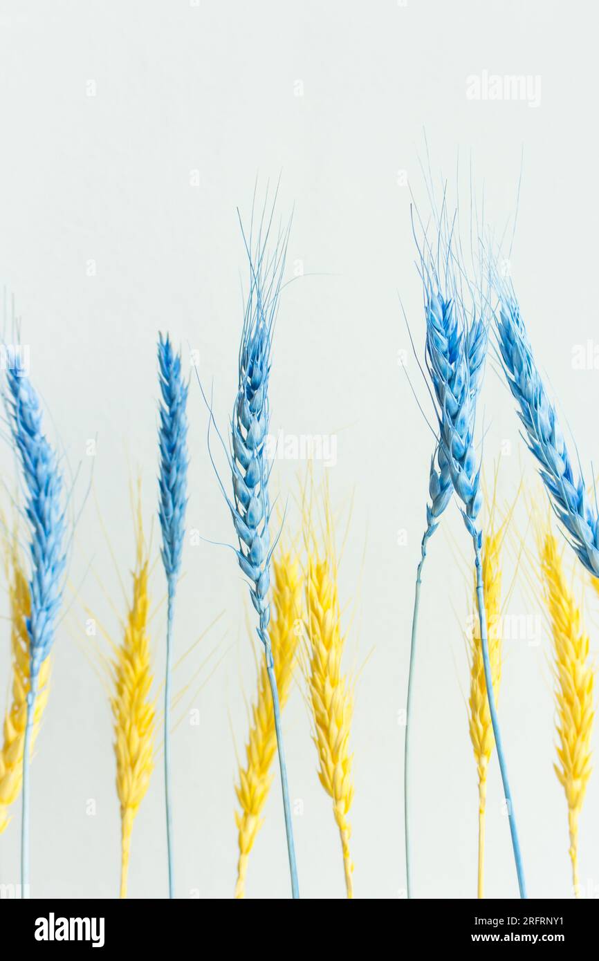 Wheat ears in ukrainian national colors. Blue and yellow colors. Decor ...