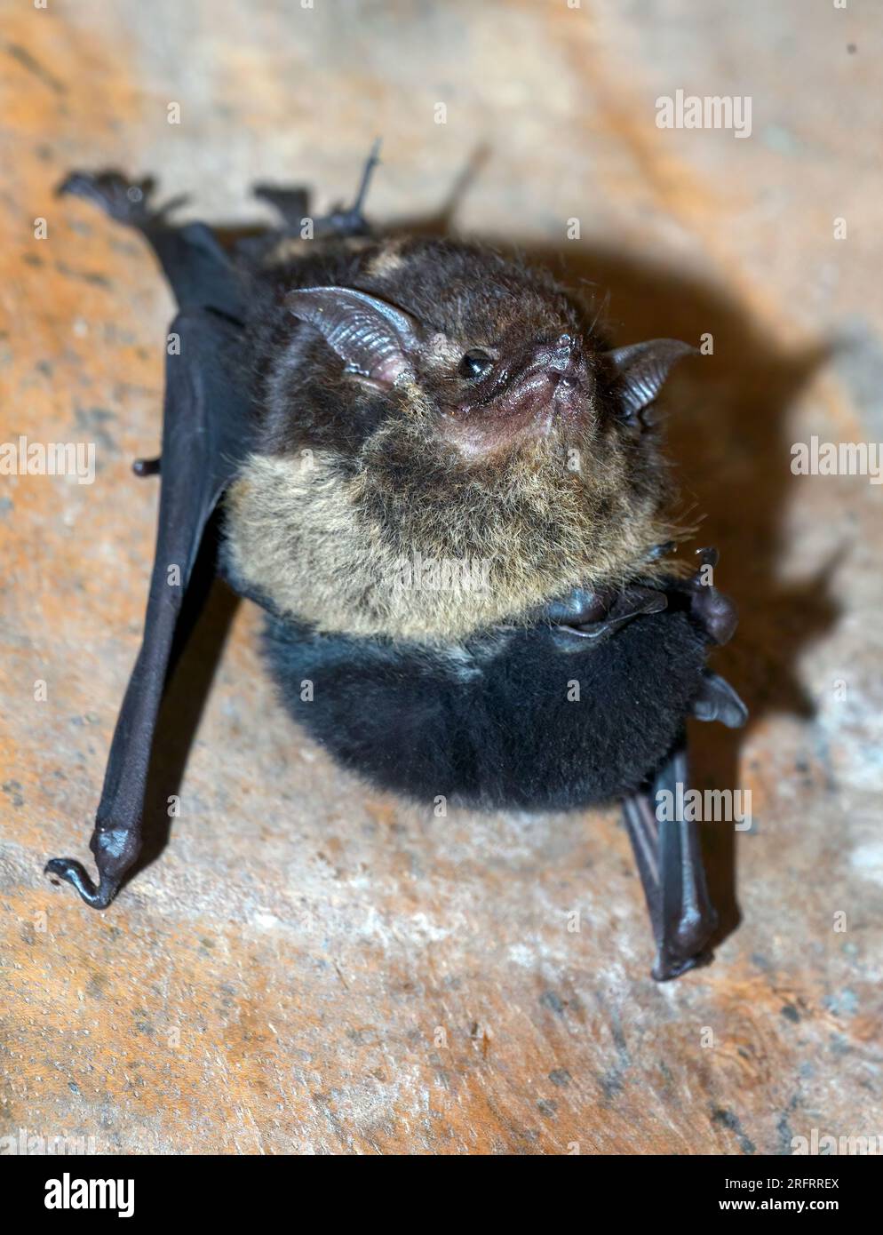 Greater sac-winged bat (Saccopteryx bilineata) with juvenile. Piedras ...
