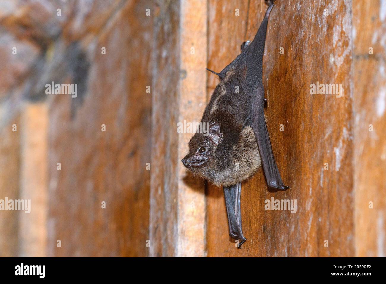 Greater sac-winged bat (Saccopteryx bilineata). Piedras Blancas ...