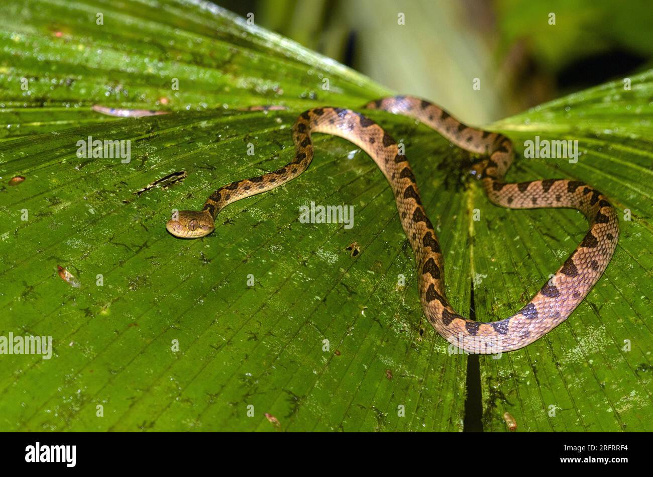 Northern cat-eyed snake (Leptodeira septentrionalis) from Piedras ...