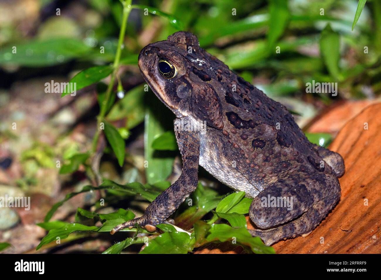Cane toad (Rhinella marina) from Piedras Biancas, Osa Peninsula, Costa ...